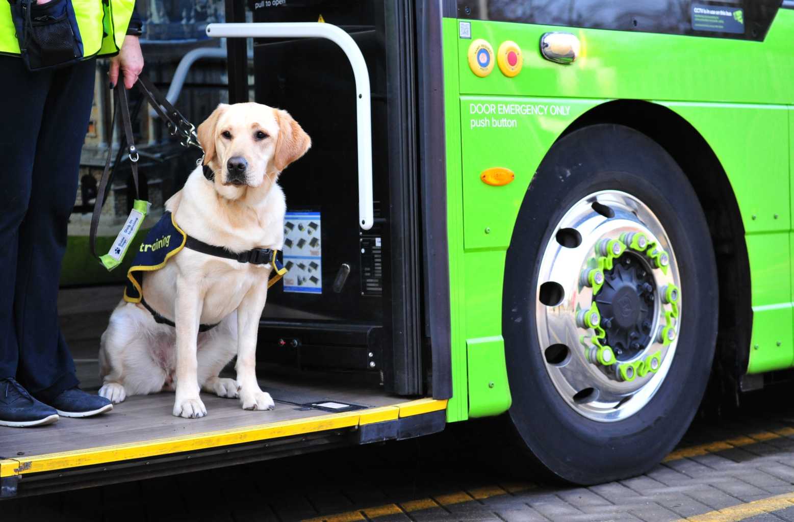 Guide dog puppies visit Oxford Bus Company for pre-training exercises ...
