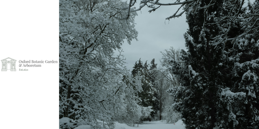 The Twelve Trees of Christmas Trail - Oxford Bus Company and Thames Travel